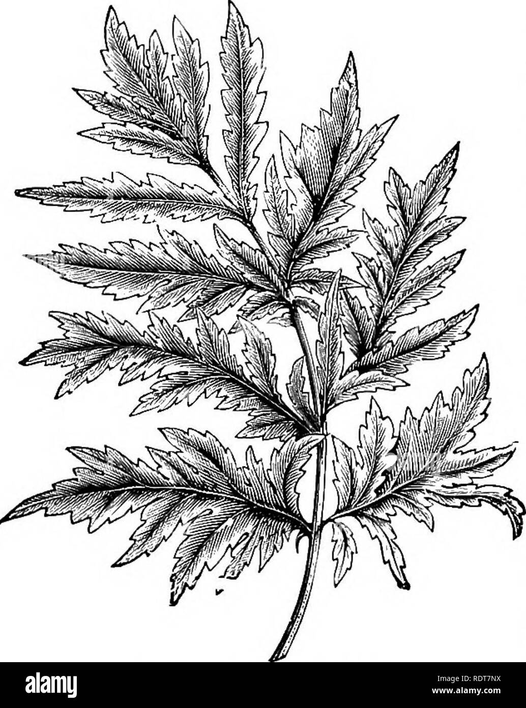 Small well rounded head hi-res stock photography and images - Alamy