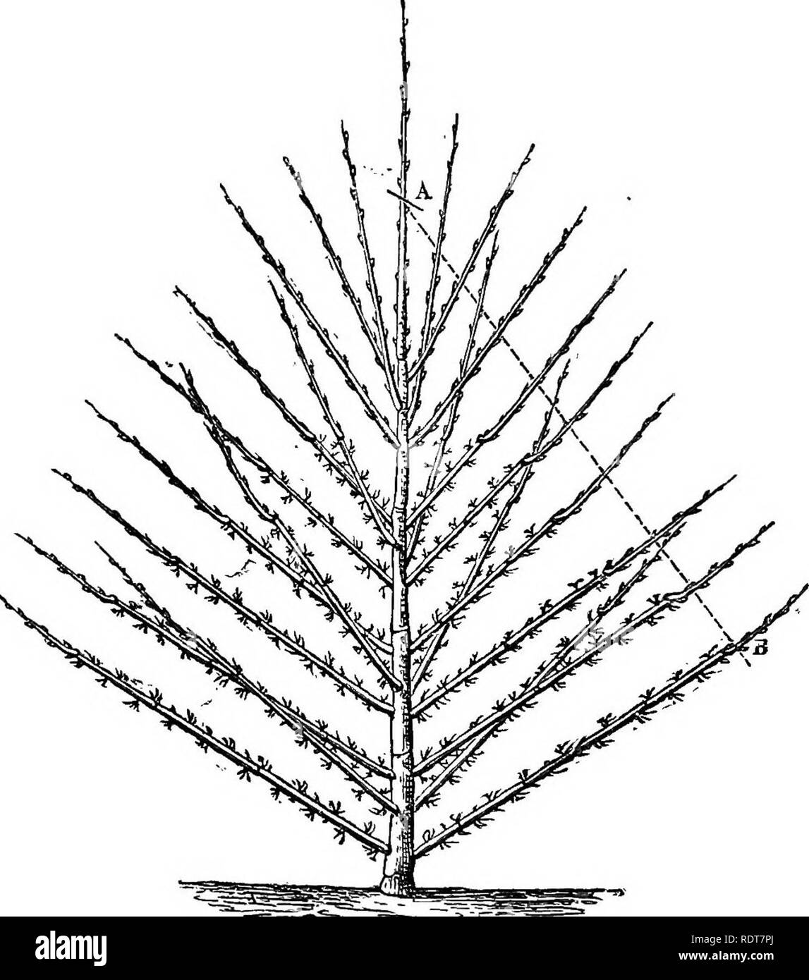 Side shoot pruning tree hi-res stock photography and images - Alamy