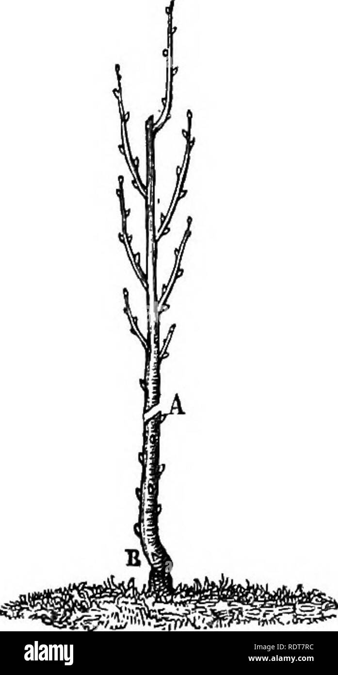 Sap trench hi-res stock photography and images - Alamy