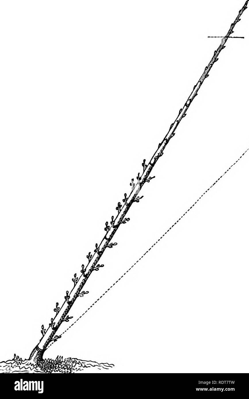 Cordon pear tree hi-res stock photography and images - Alamy