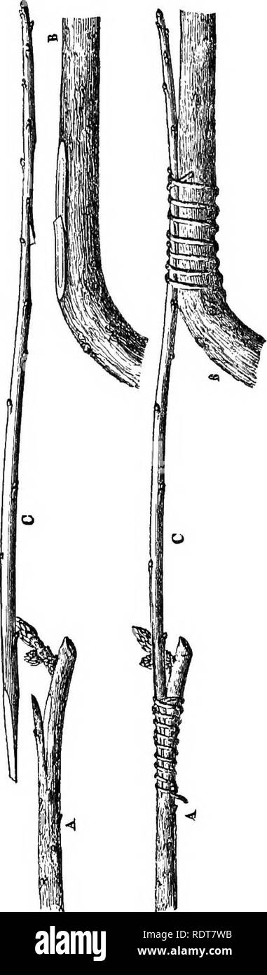 Cordon system pruning hi-res stock photography and images - Alamy