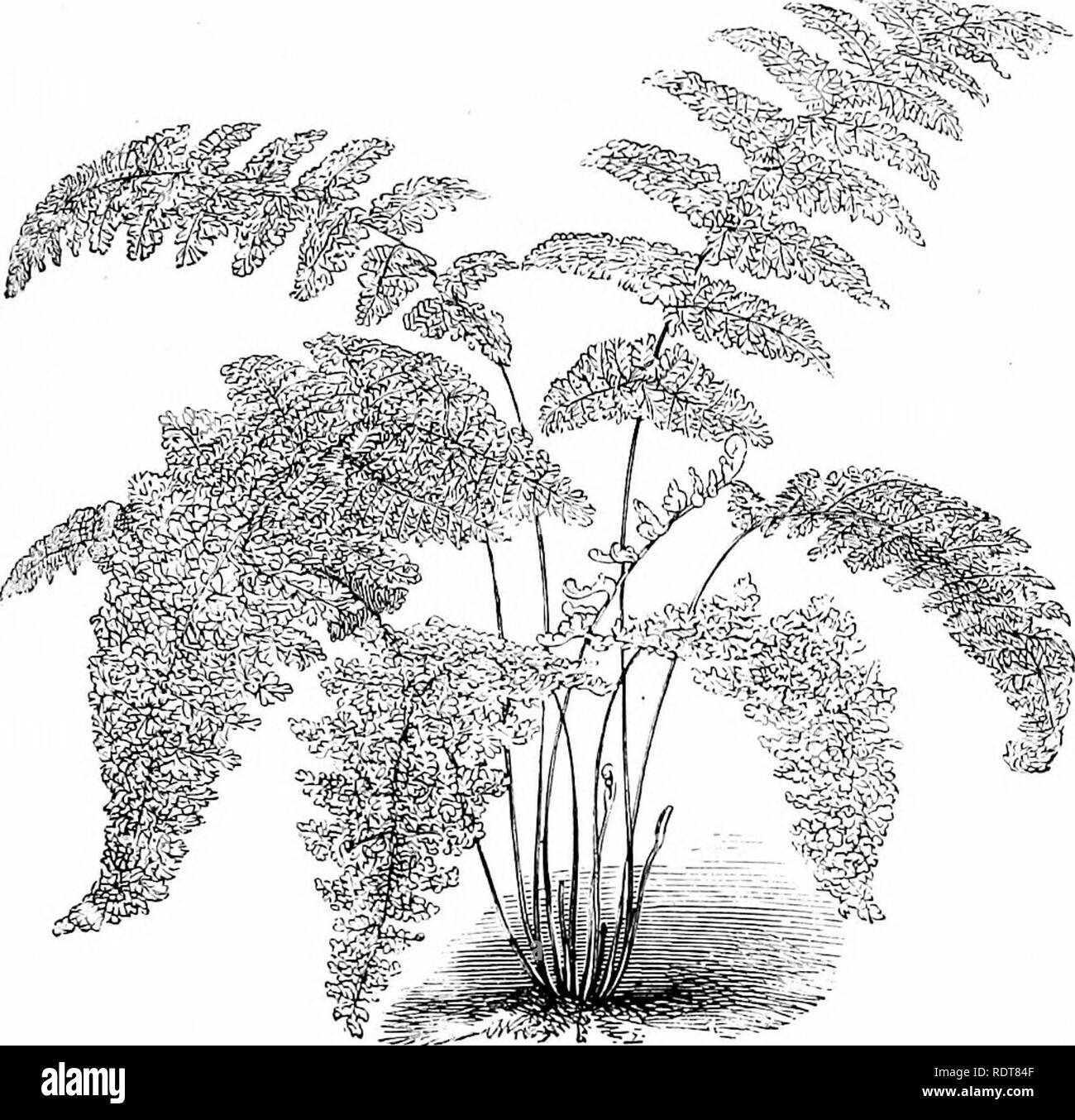 Squirrels foot fern Black and White Stock Photos & Images - Alamy