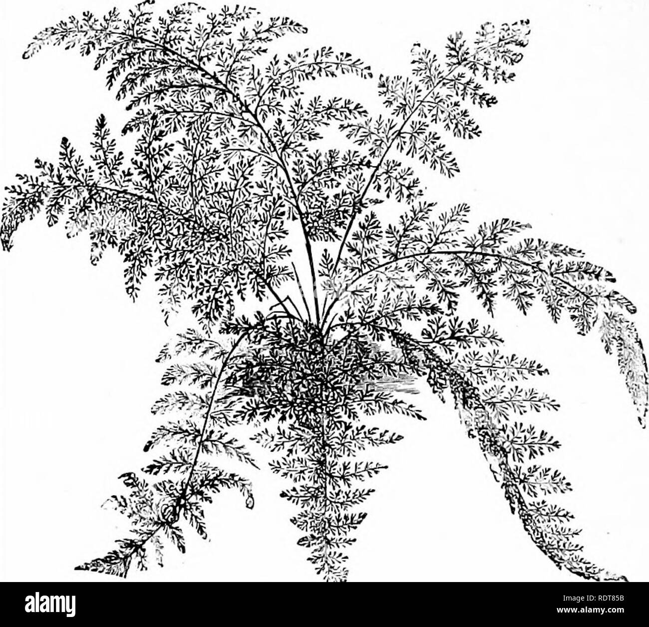 Intermediate Wood Fern