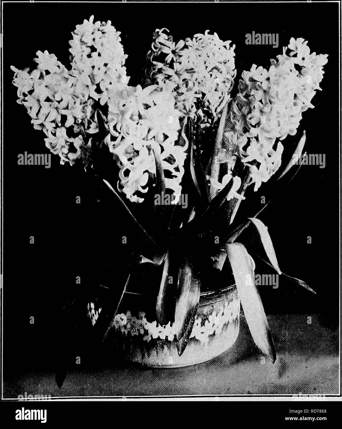 Mixed flowers in a window Black and White Stock Photos & Images - Alamy