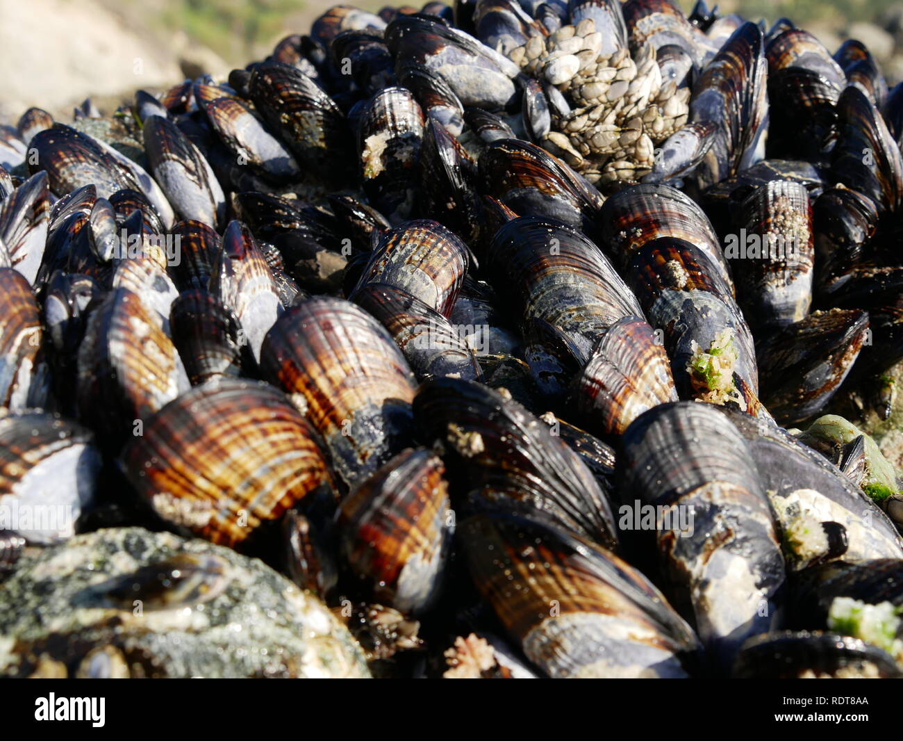 Roman snail shells hi-res stock photography and images - Alamy