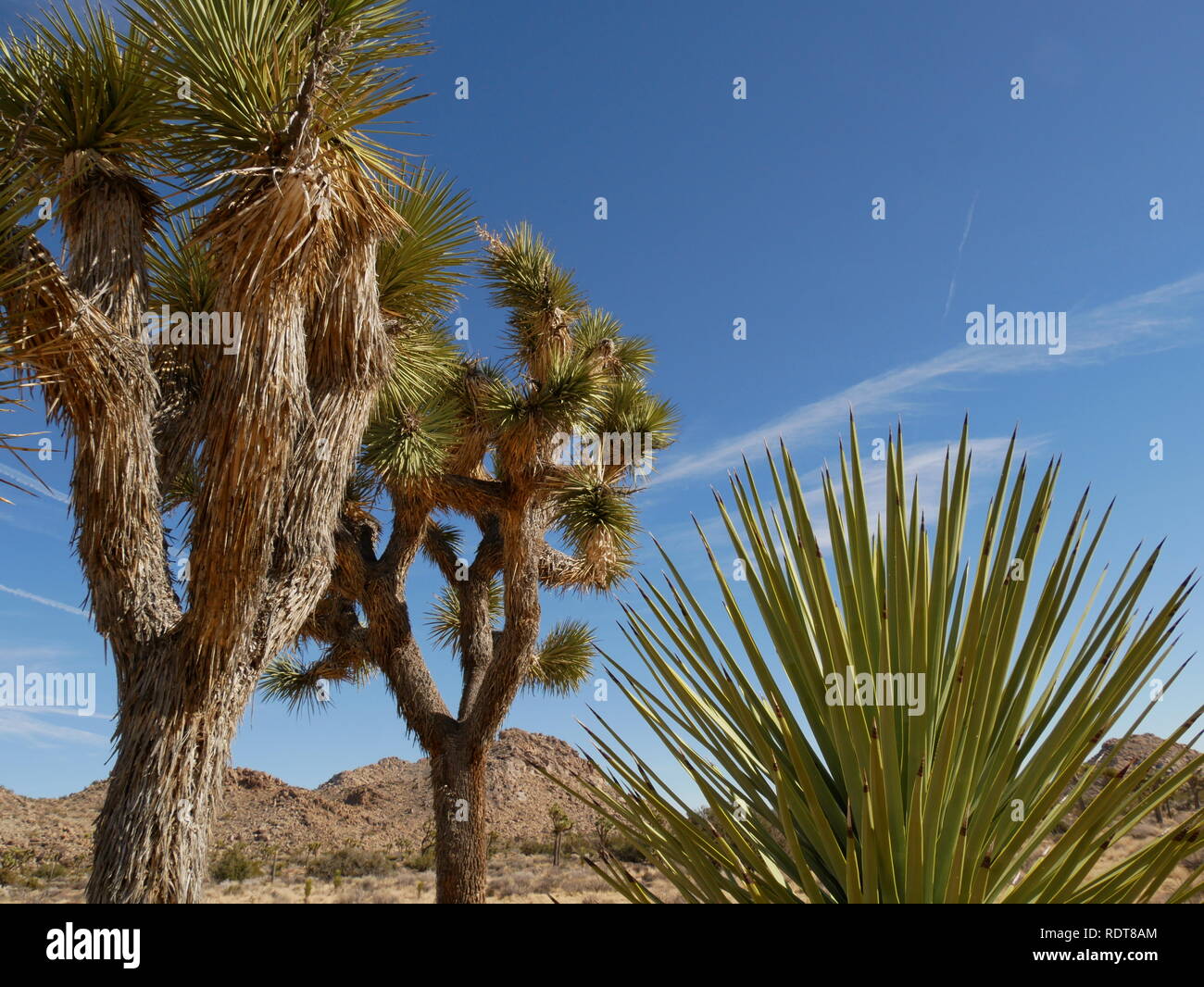 Joshua tree illustration hi-res stock photography and images - Alamy