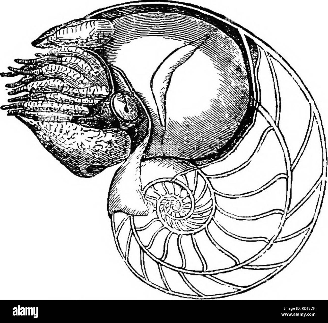 . Fourteen weeks in zoology. Zoology. 344 SUBKINGDOM MOLLUSCA. animal ...