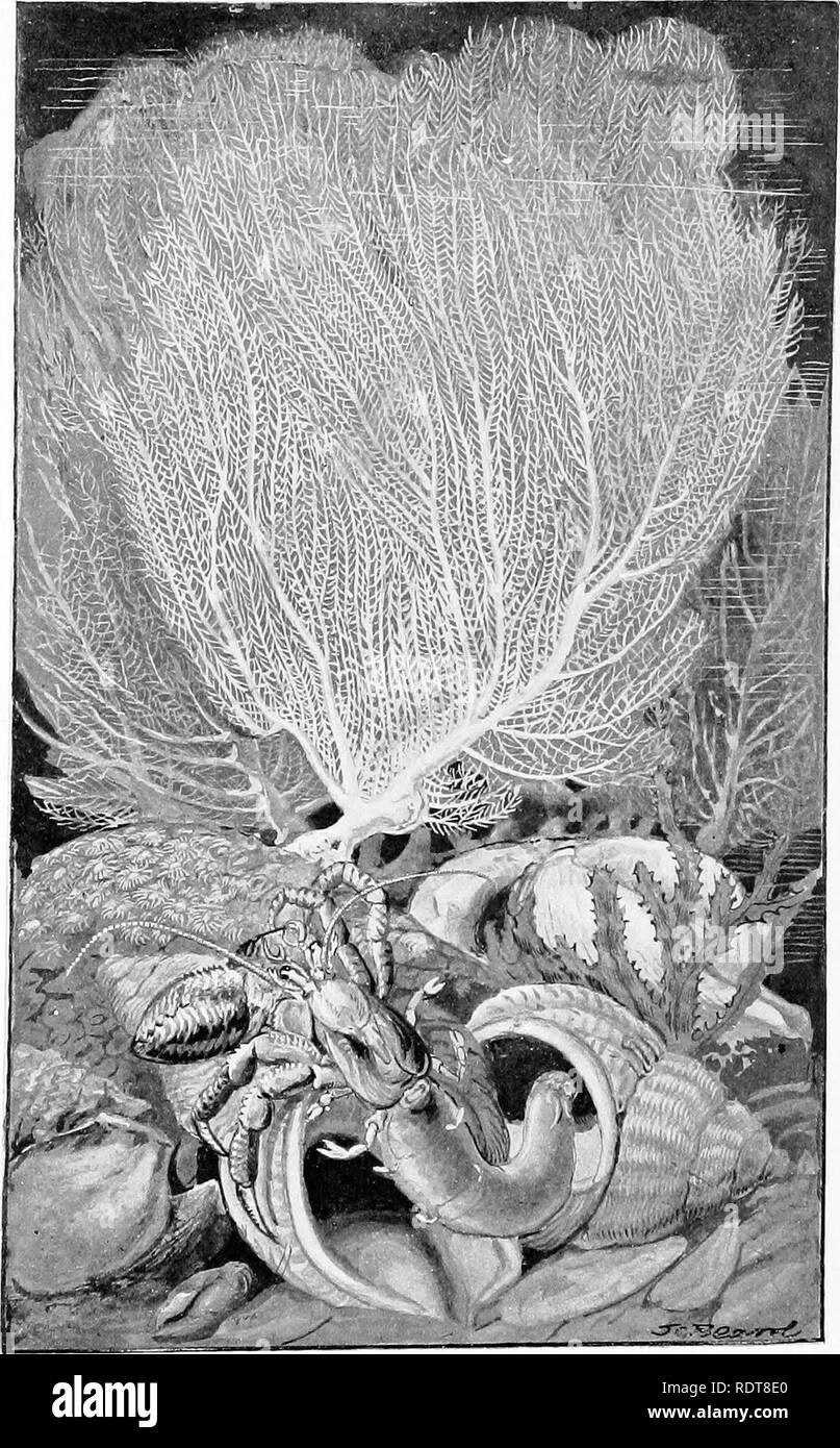 Gorgon images hi-res stock photography and images - Alamy