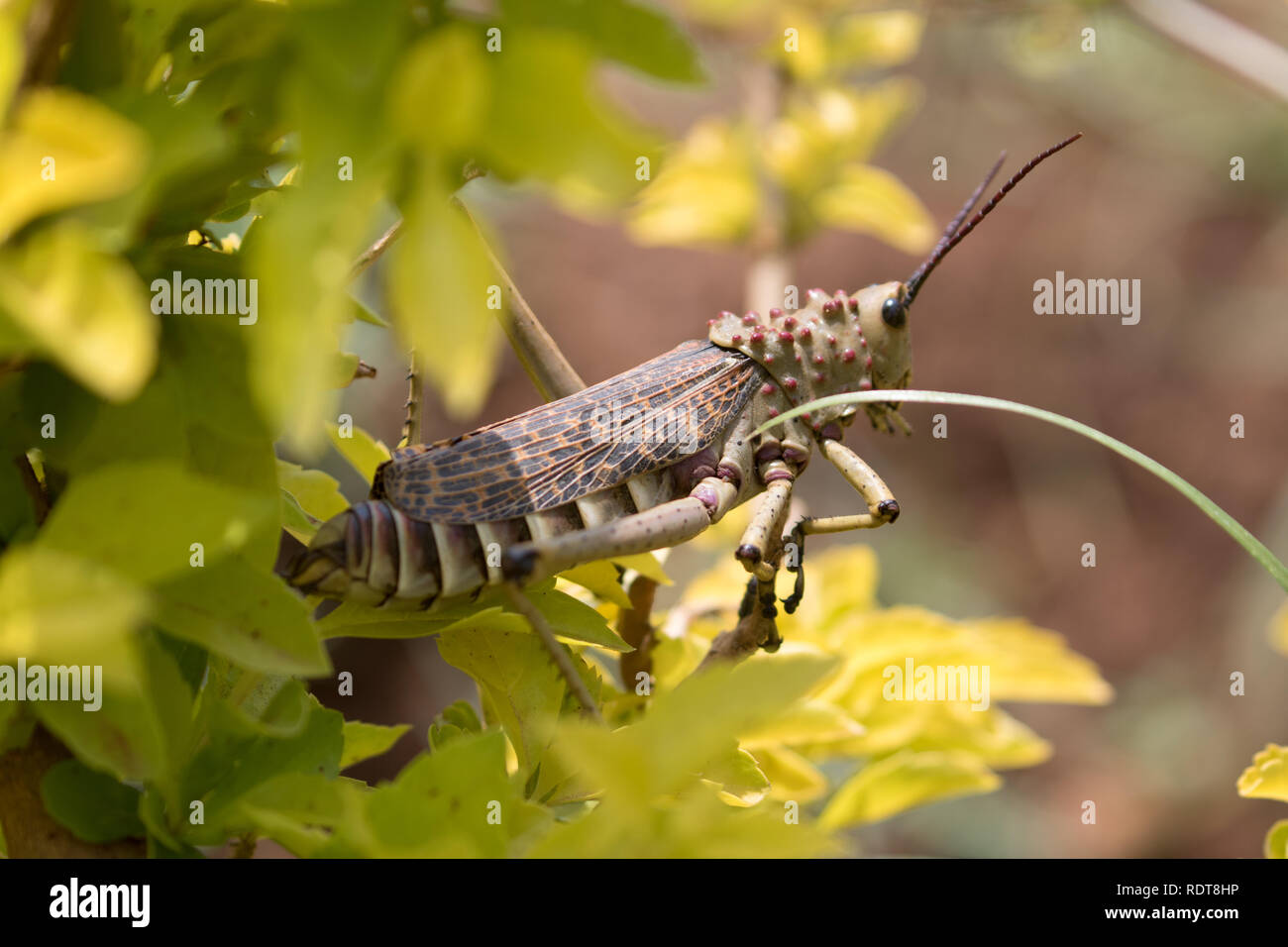 Locust africa hi-res stock photography and images - Alamy
