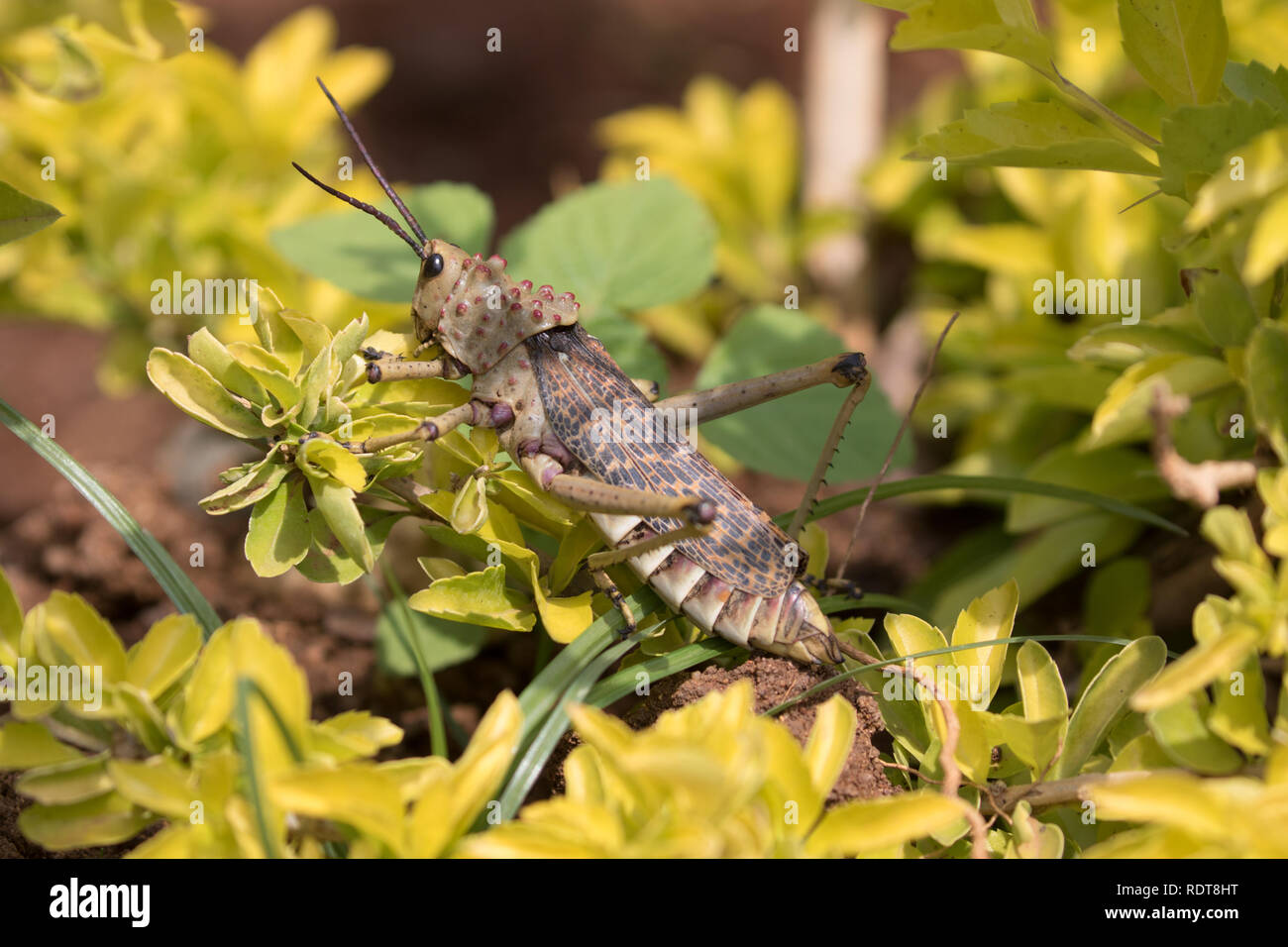 Locust in South Africa Stock Photo - Alamy