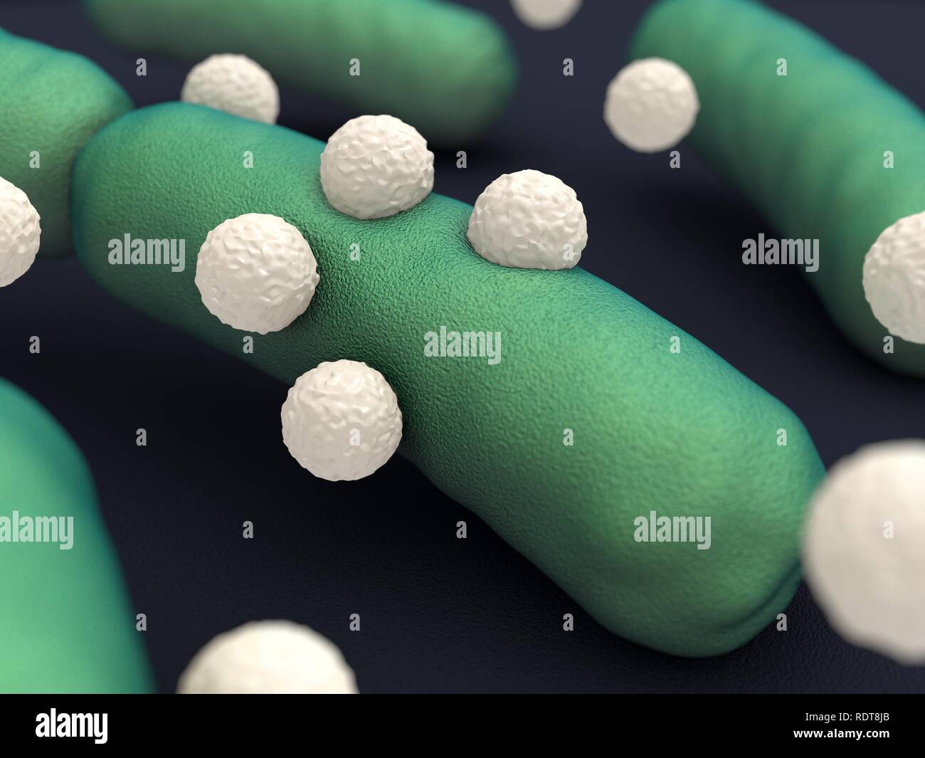 White blood cell microscope hi-res stock photography and images - Alamy