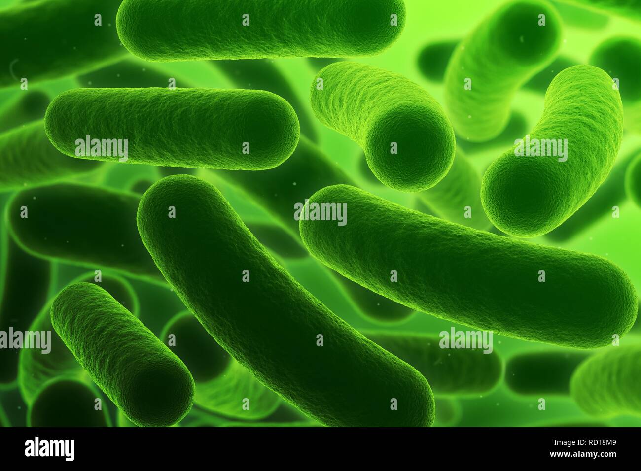 Bacillus hi-res stock photography and images - Alamy