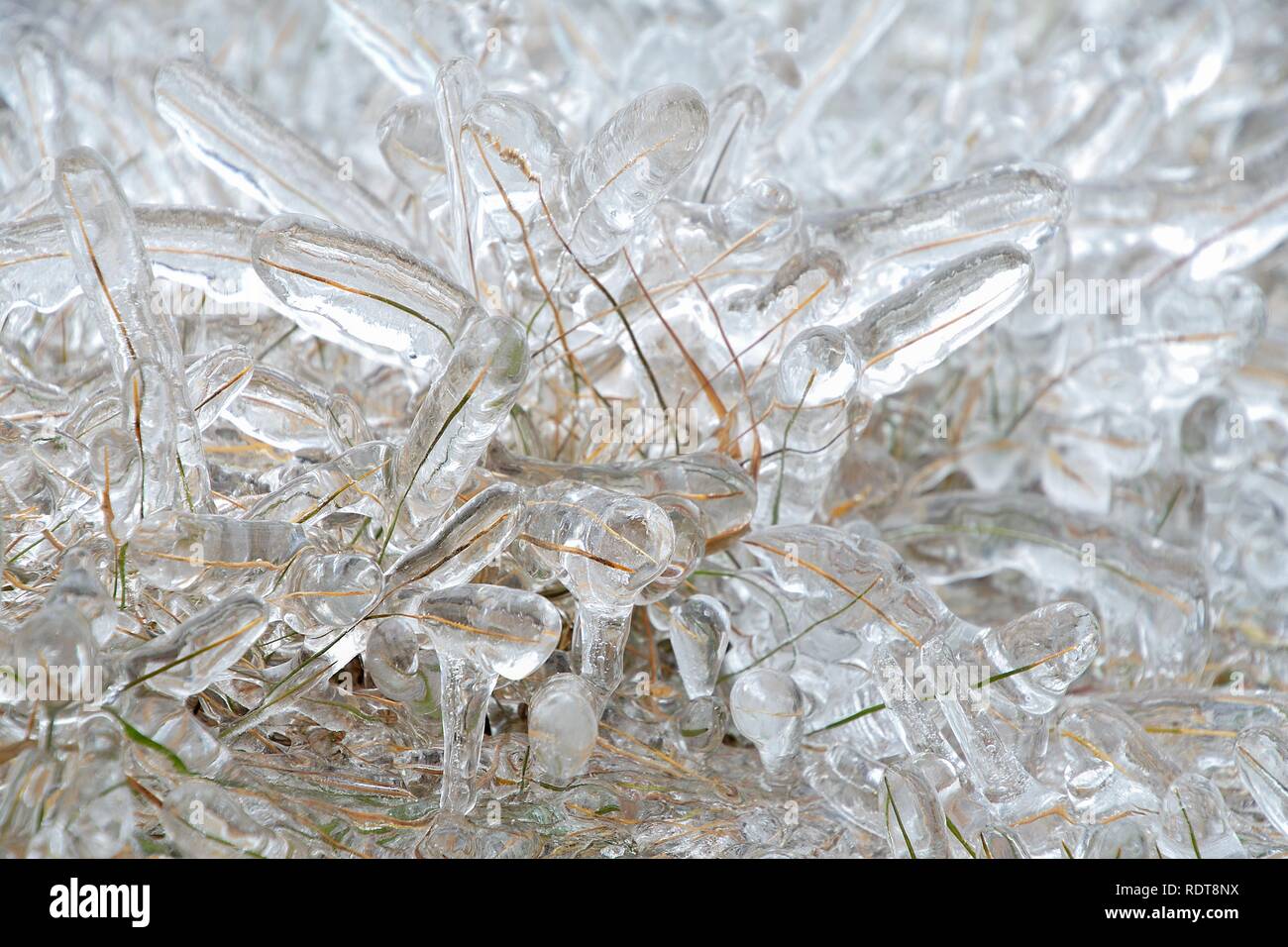 blades of grass covered with thick layer of ice Stock Photo - Alamy