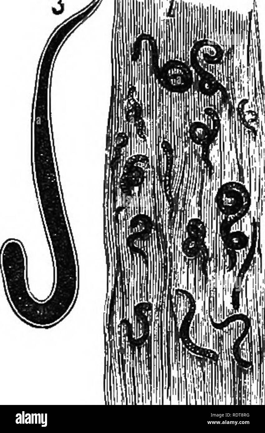 Hair worms Black and White Stock Photos & Images - Alamy