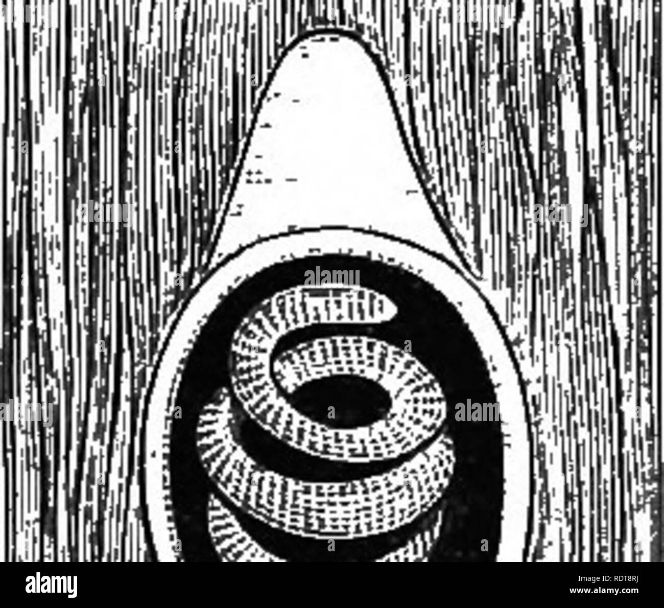 Proboscis worms hi-res stock photography and images - Alamy