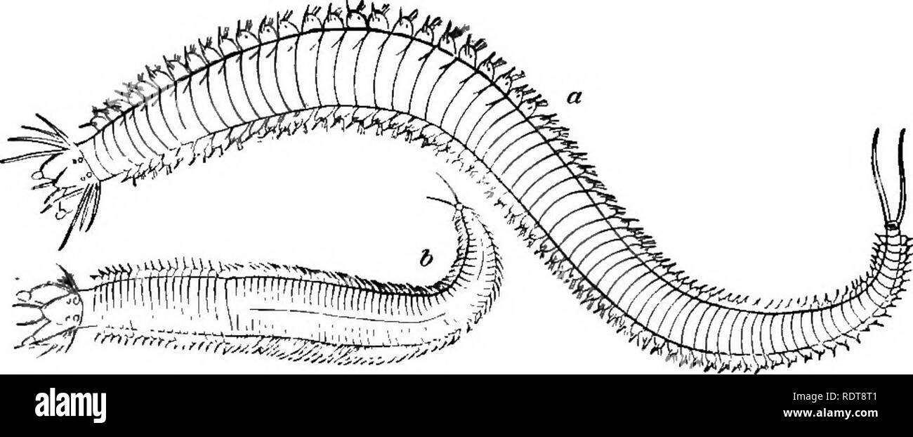 Aquatic Worm Drawing
