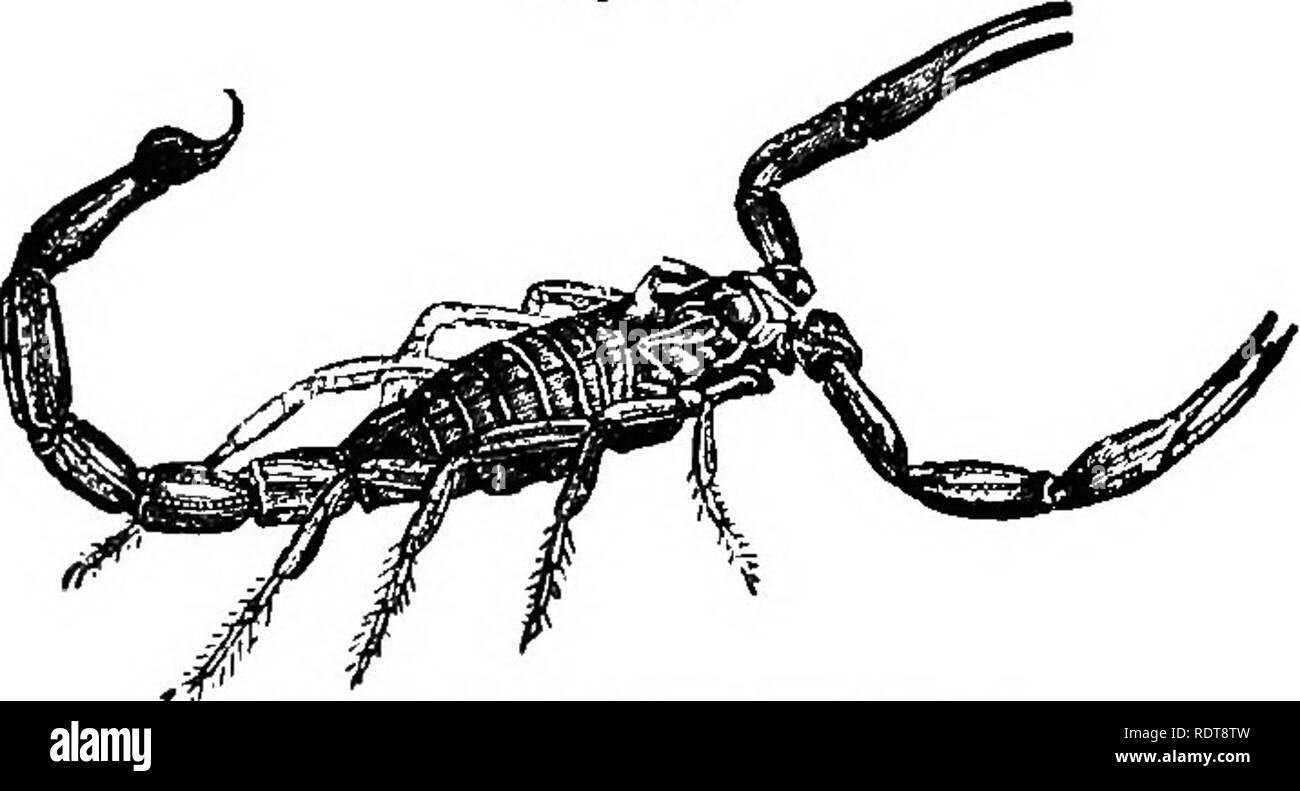 Scorpion feeding Black and White Stock Photos & Images - Alamy