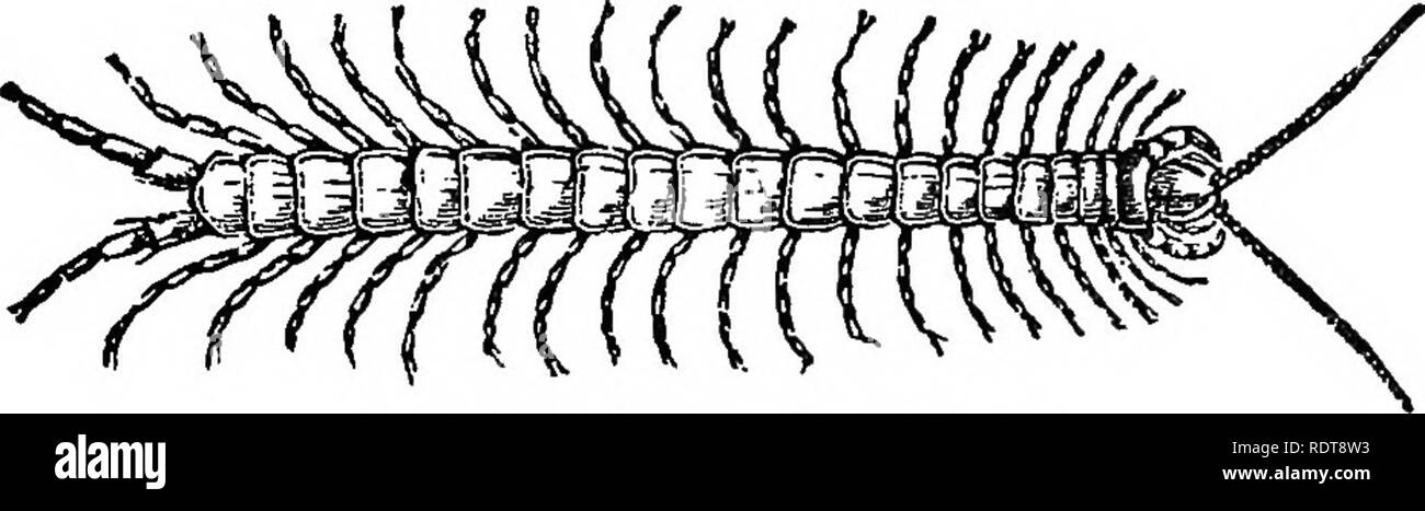 . Fourteen weeks in zoology. Zoology. CLASS MTBIAPODA: ORDER DIPLOPODA ...