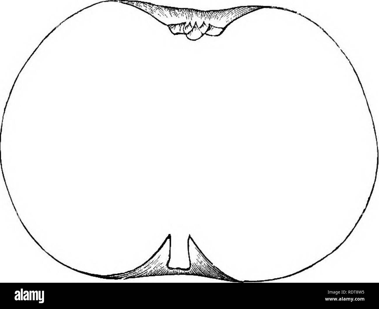 . The apple and its varieties: being a history and description of the ...