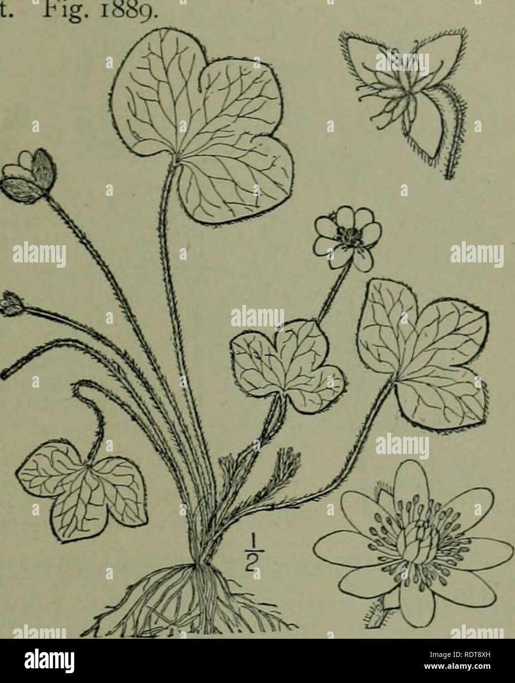 Family rupp hi-res stock photography and images - Alamy