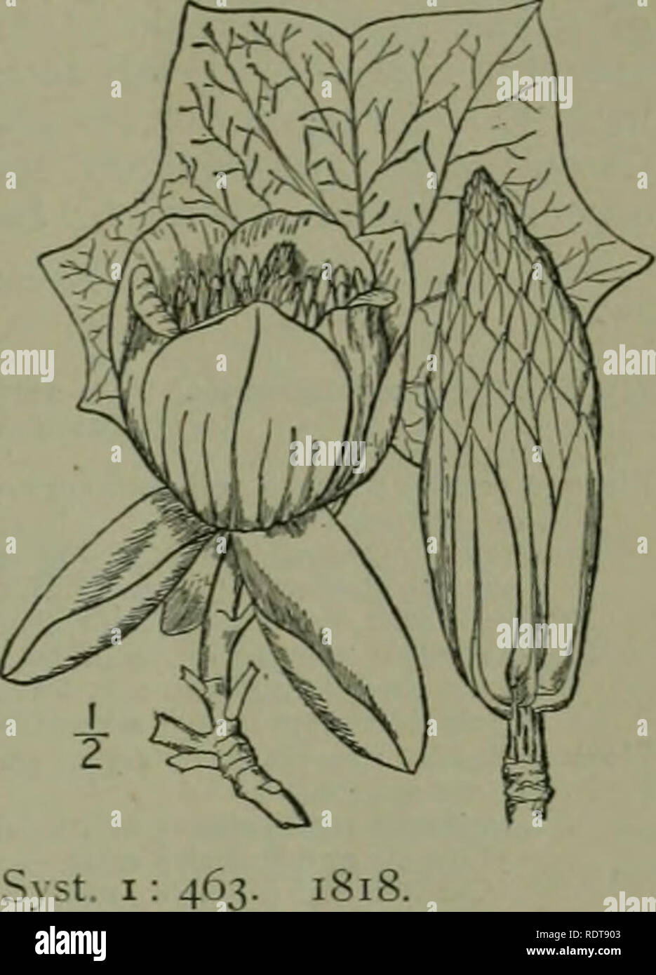 Connivent hi-res stock photography and images - Alamy