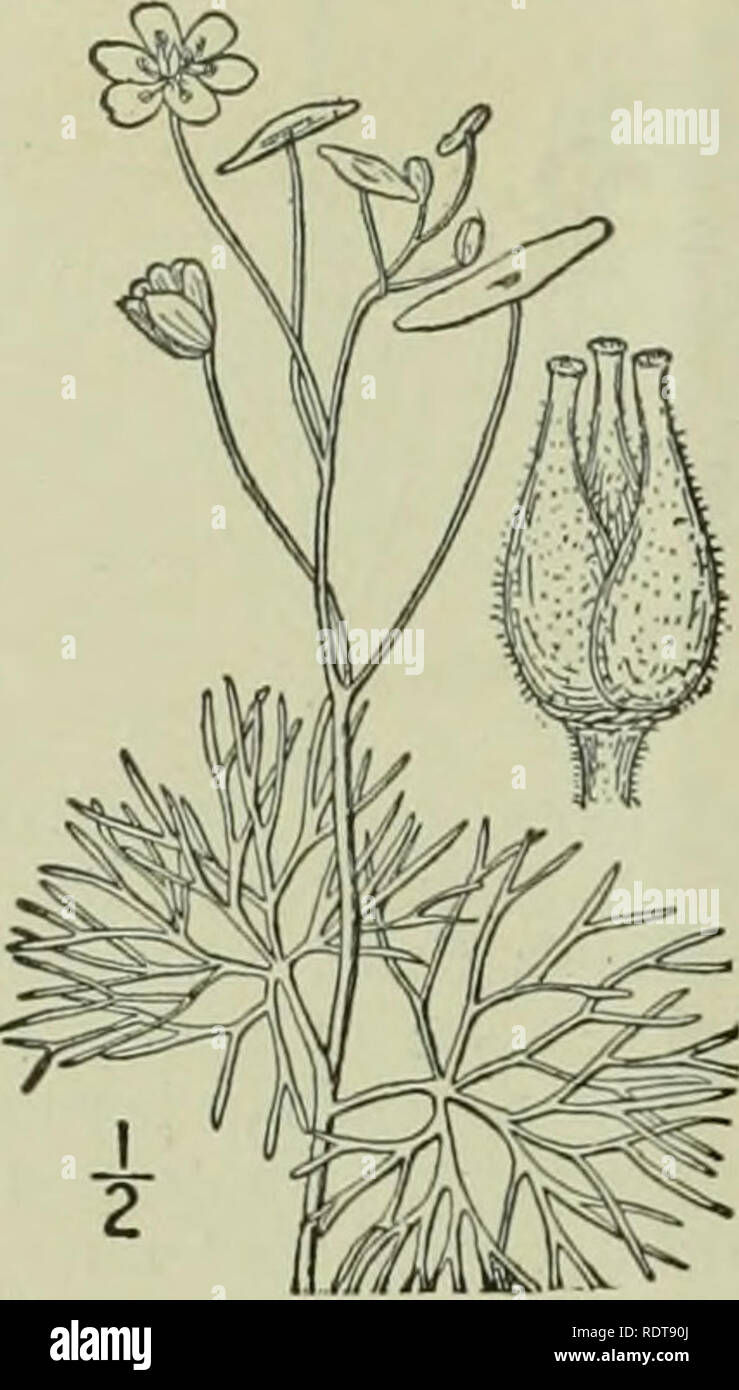 Cabombaceae hi-res stock photography and images - Alamy