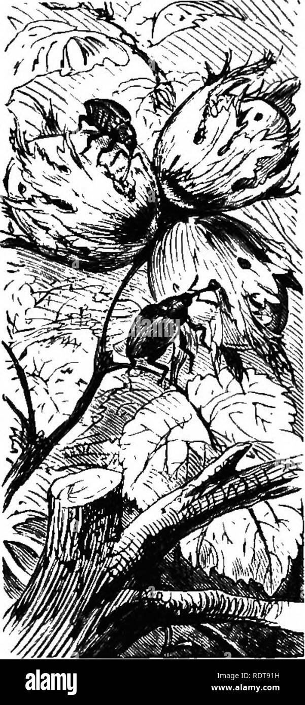 Rude fruit Black and White Stock Photos & Images - Alamy