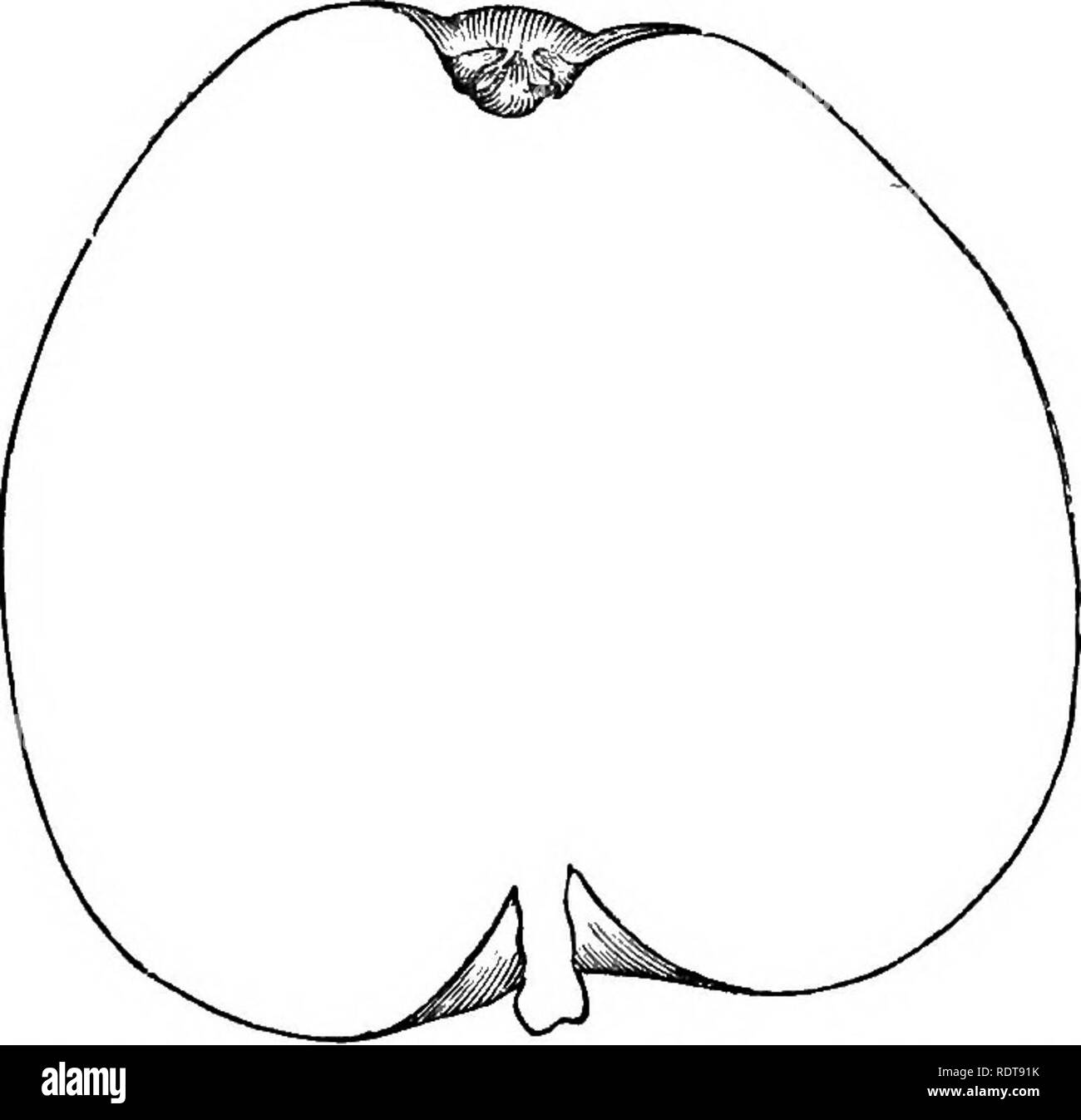 Apple fruit identification hi-res stock photography and images - Alamy