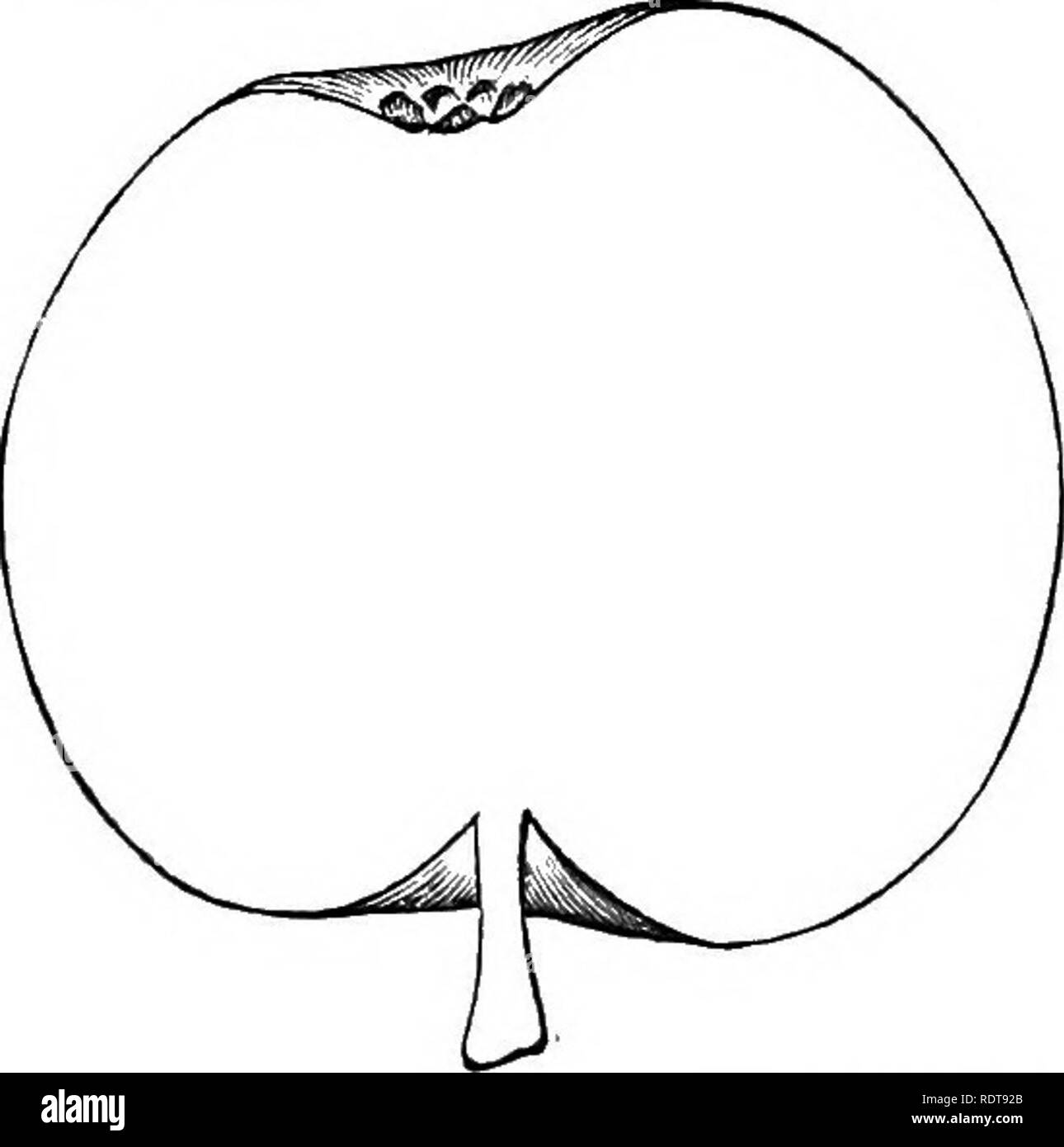 Apple fruit identification hi-res stock photography and images - Alamy