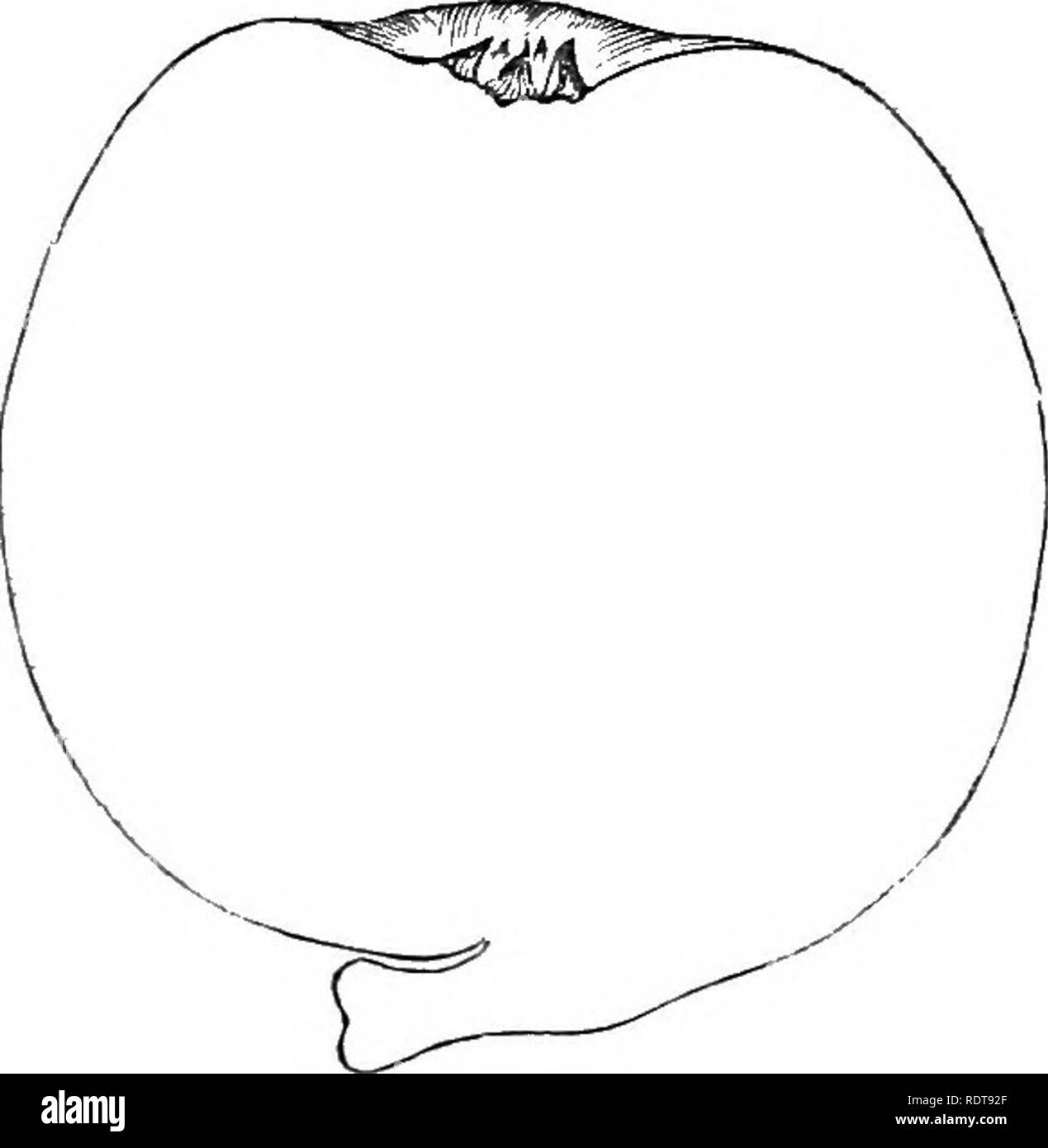 Apple fruit identification hi-res stock photography and images - Alamy