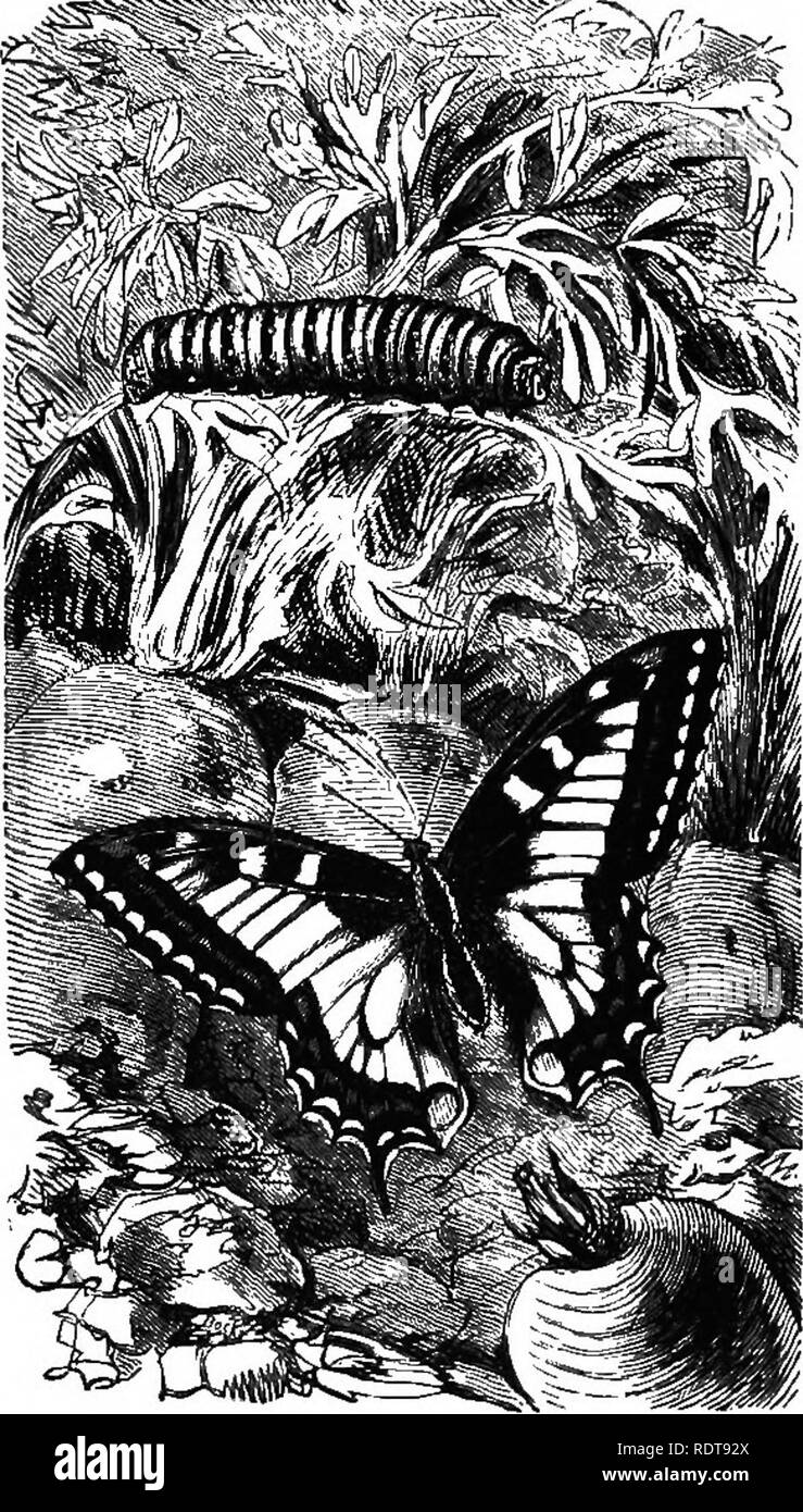 Moths feathery antennae hi-res stock photography and images - Alamy