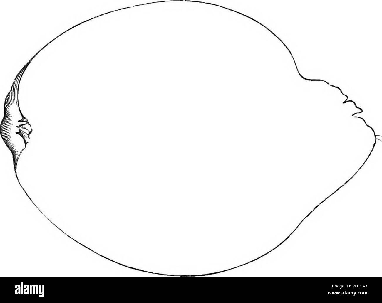 Pippin apple tree varieties hi-res stock photography and images - Alamy