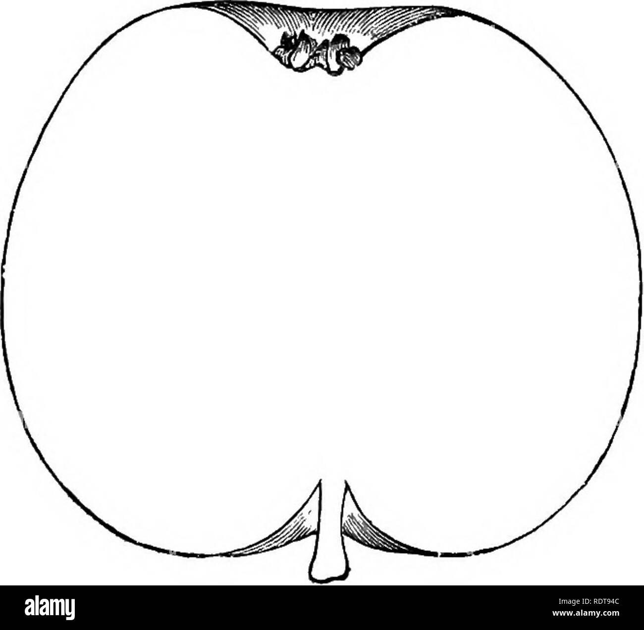 . The apple and its varieties: being a history and description of the ...