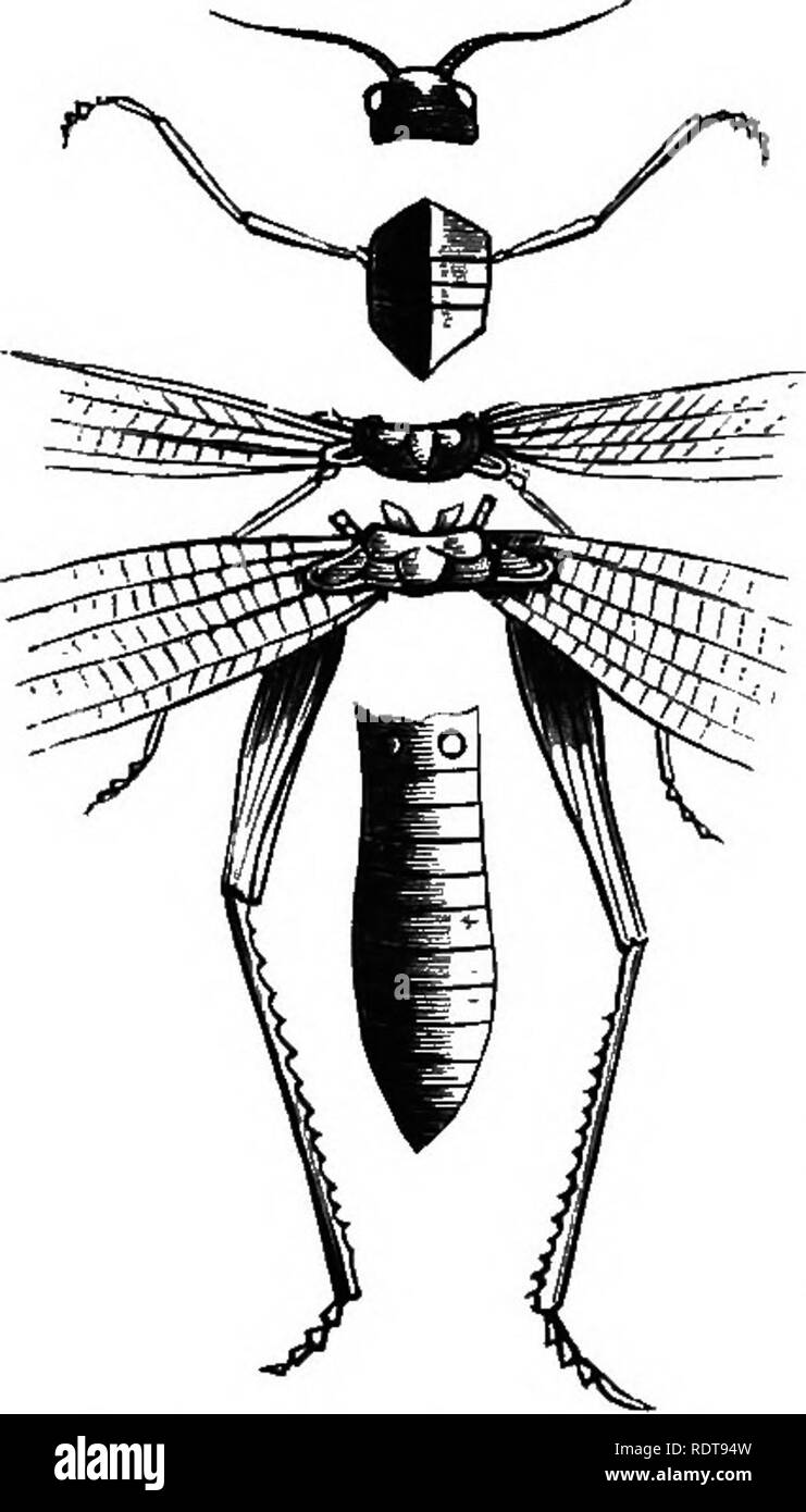 Insecta Characteristics