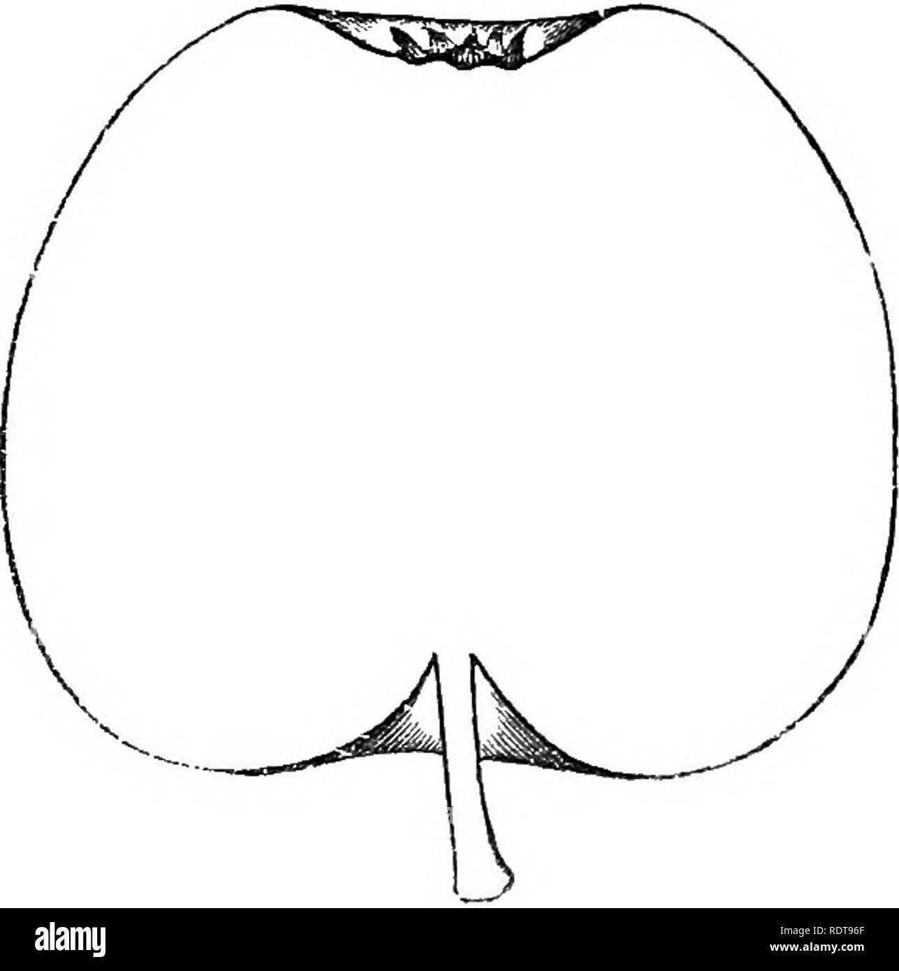 . The apple and its varieties: being a history and description of the ...