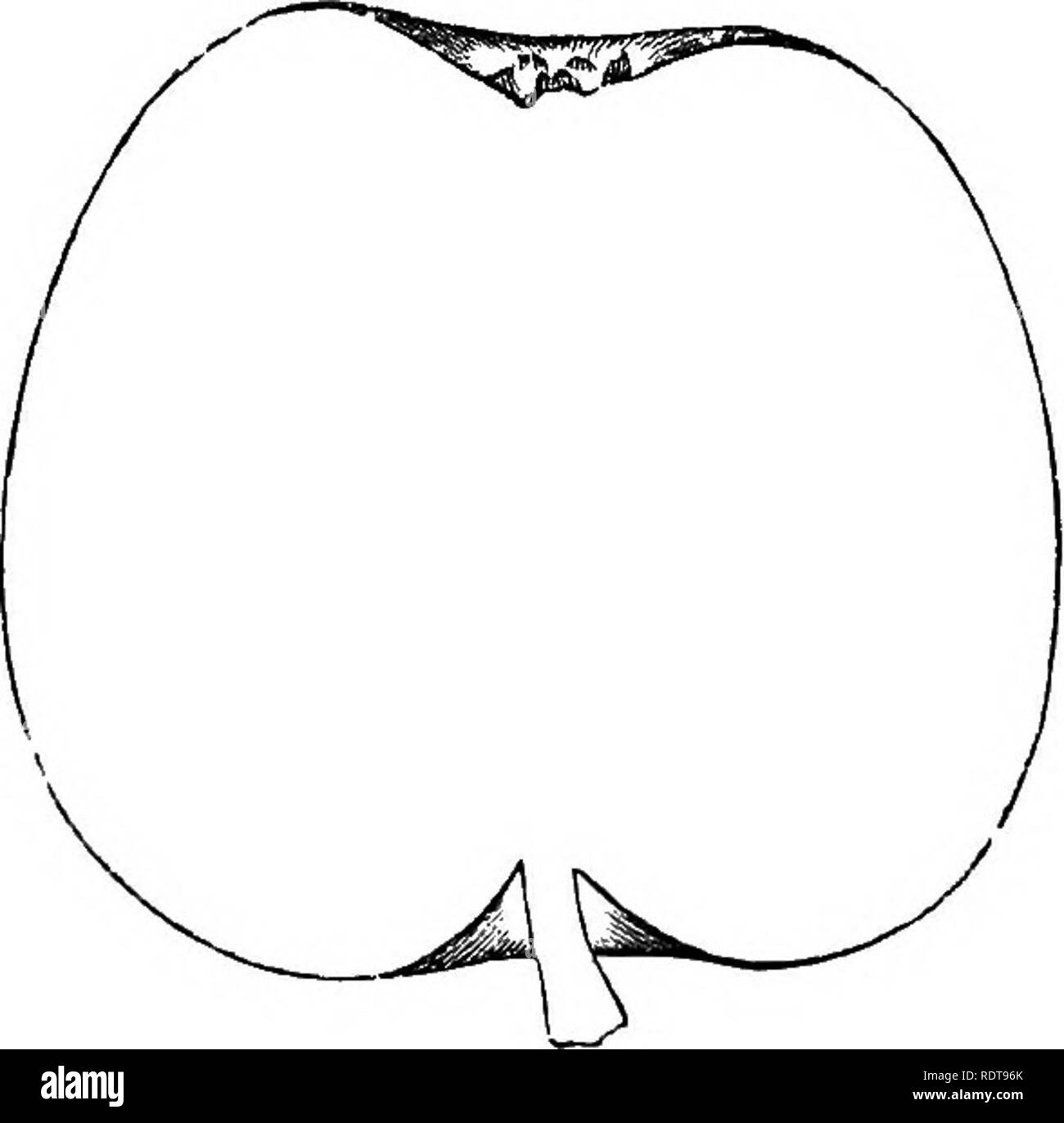. The apple and its varieties: being a history and description of the ...
