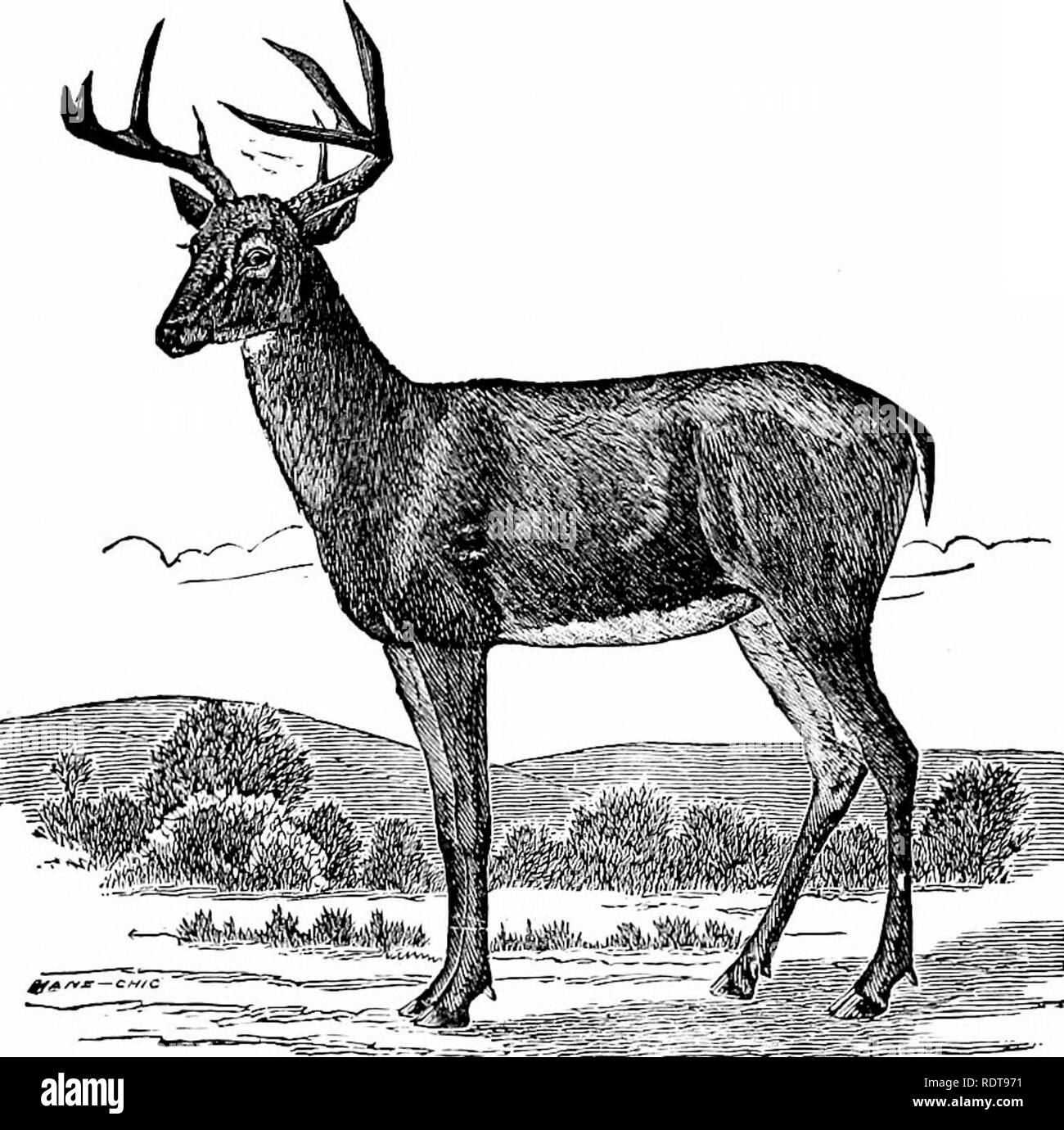 Reticulum cow hi-res stock photography and images - Alamy