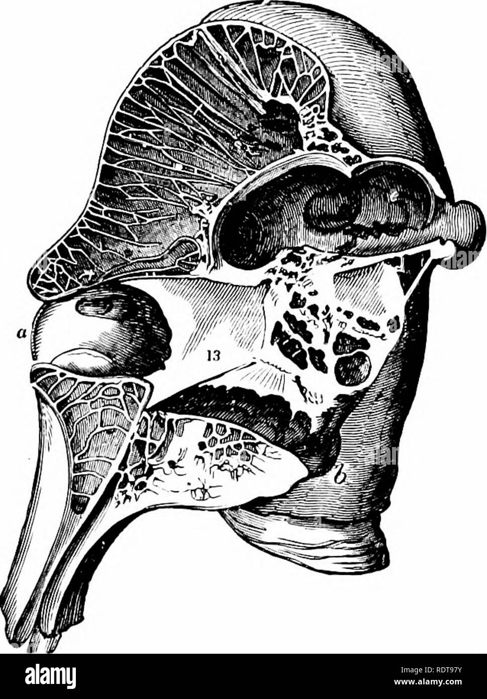 . Zoology. Zoology. 270 ZOOLOGY. there existed forms wliich indicate ...