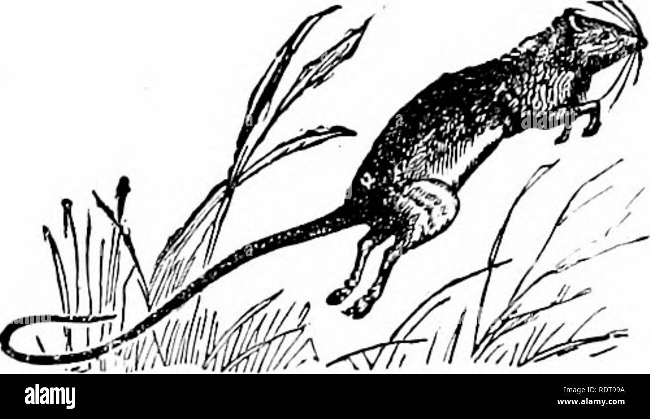 Field mouse burrow hi-res stock photography and images - Alamy