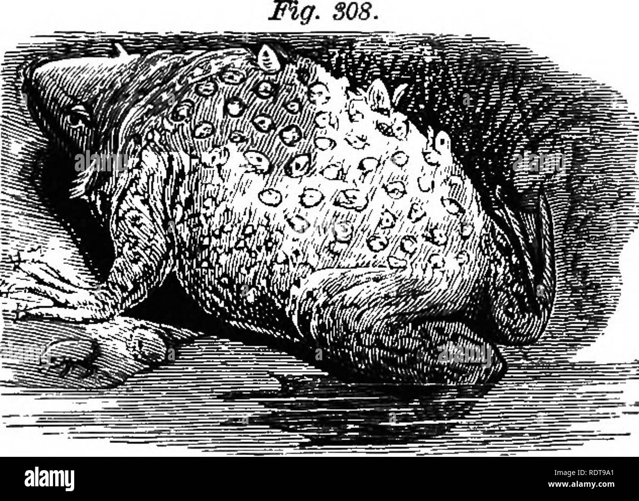 Incredible frogs Black and White Stock Photos & Images - Alamy