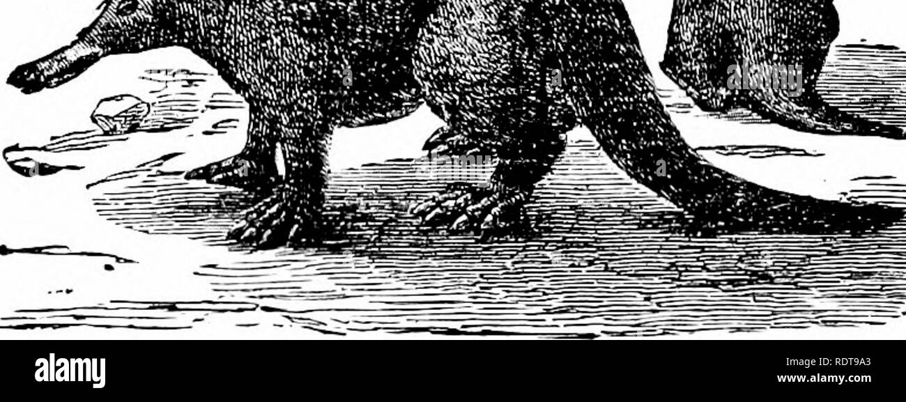 Large incisor Black and White Stock Photos & Images - Alamy