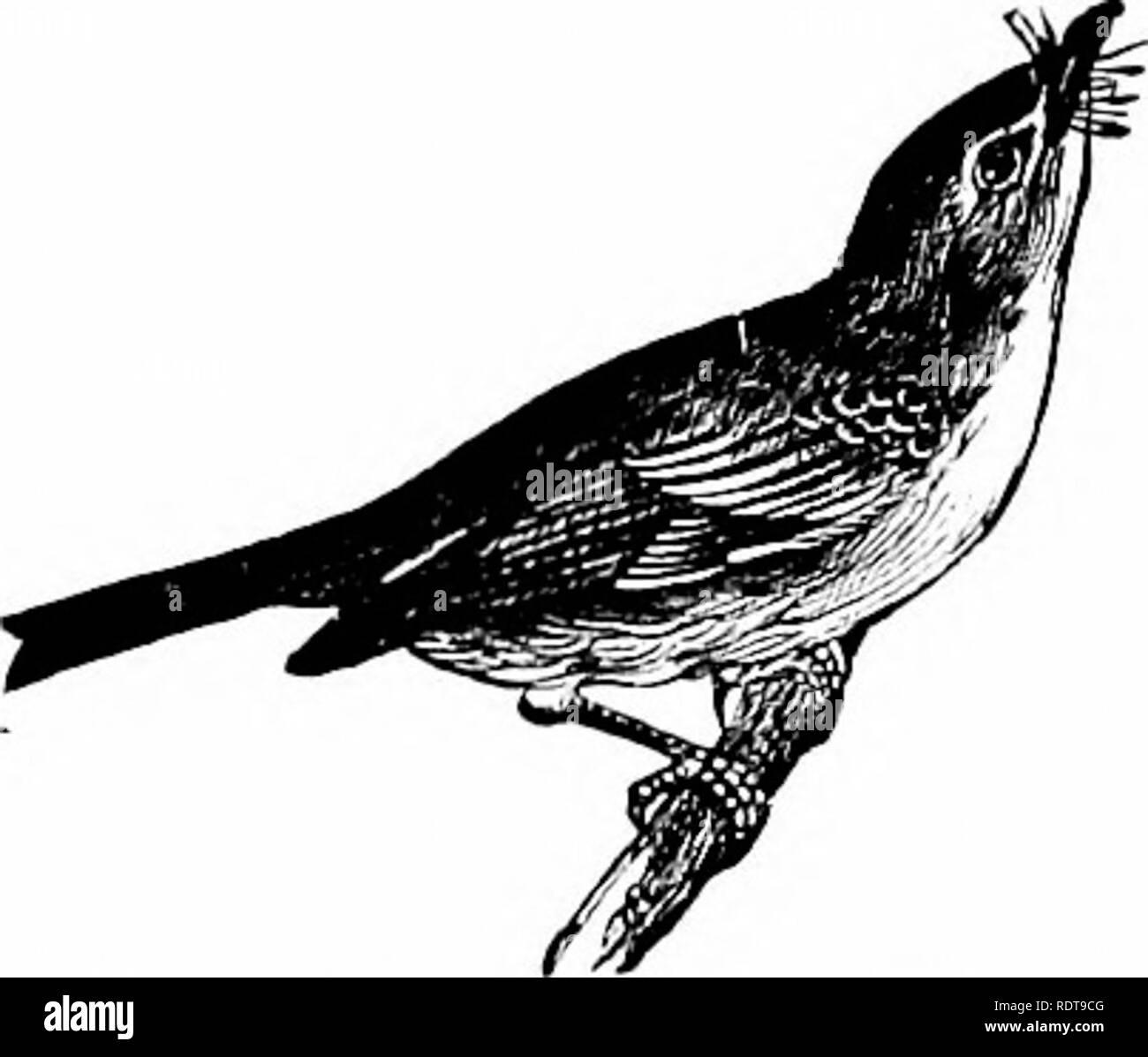 Rapacious bird Black and White Stock Photos & Images - Alamy