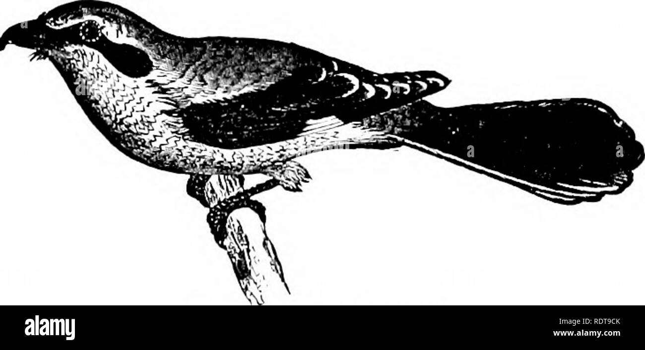 Bee martin bird Black and White Stock Photos & Images - Alamy