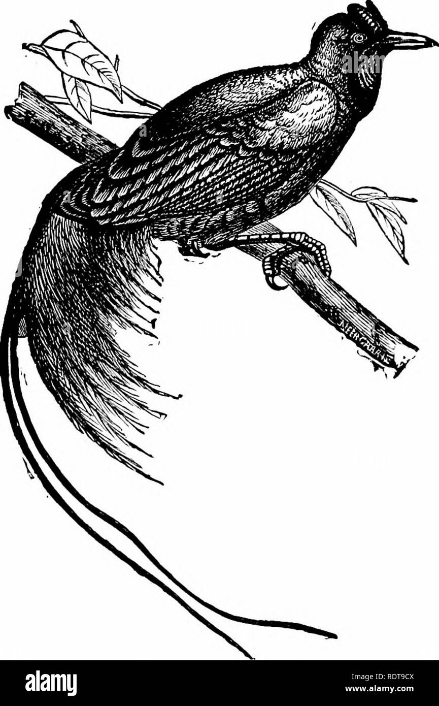 Syrinx bird hi-res stock photography and images - Alamy