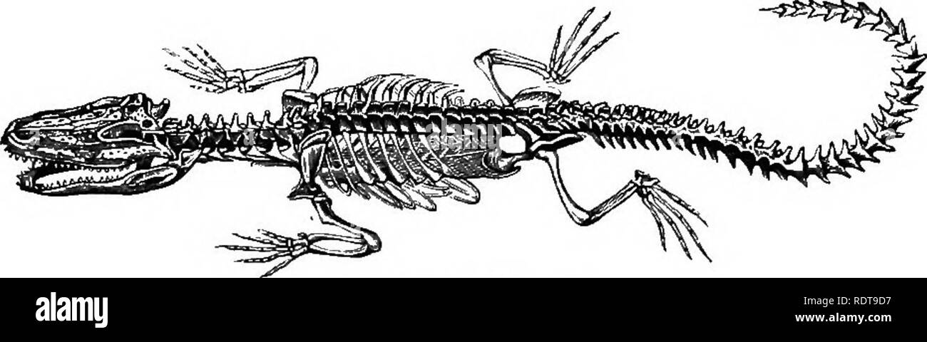 Alligator pile Black and White Stock Photos & Images - Alamy