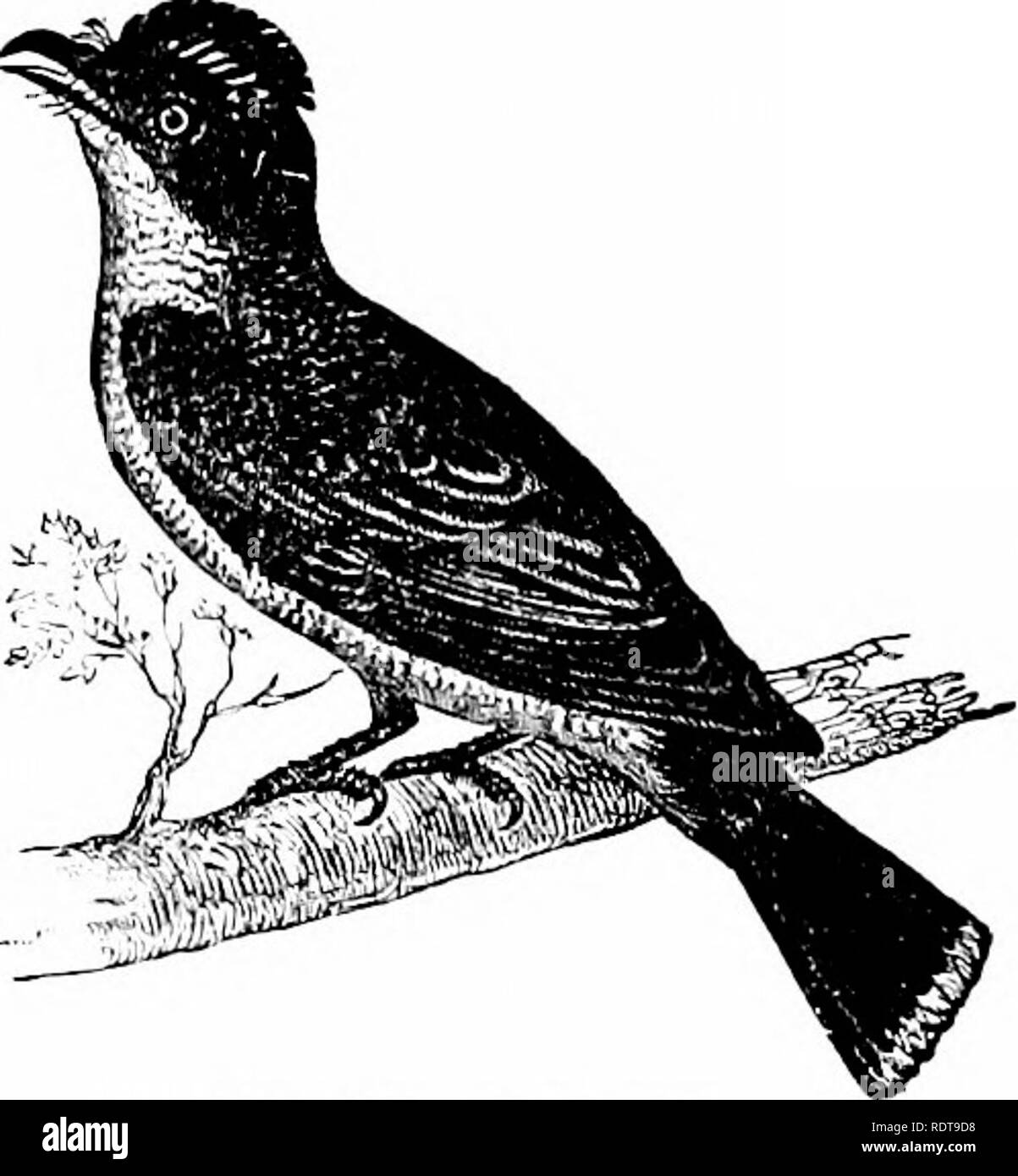 Eastern whippoorwill Black and White Stock Photos & Images - Alamy