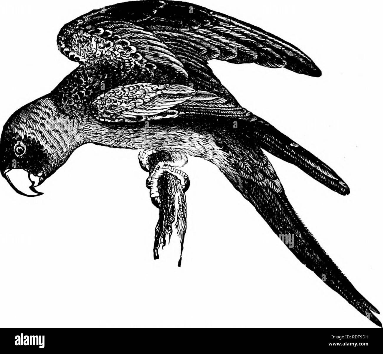 Two headed fish Black and White Stock Photos & Images - Alamy