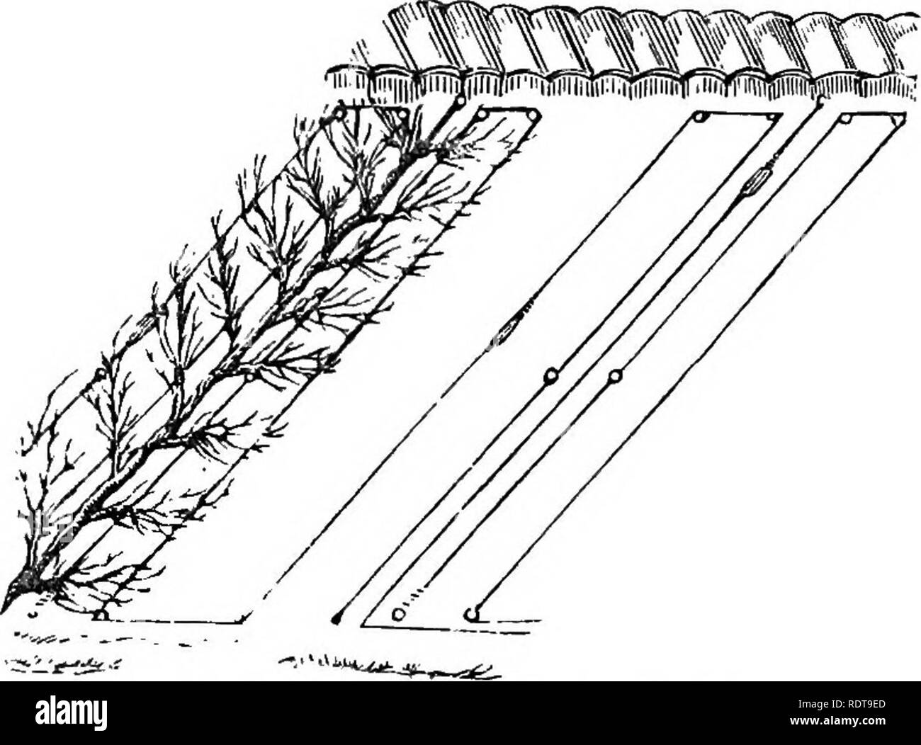 Cordon fruit tree training Black and White Stock Photos & Images - Alamy