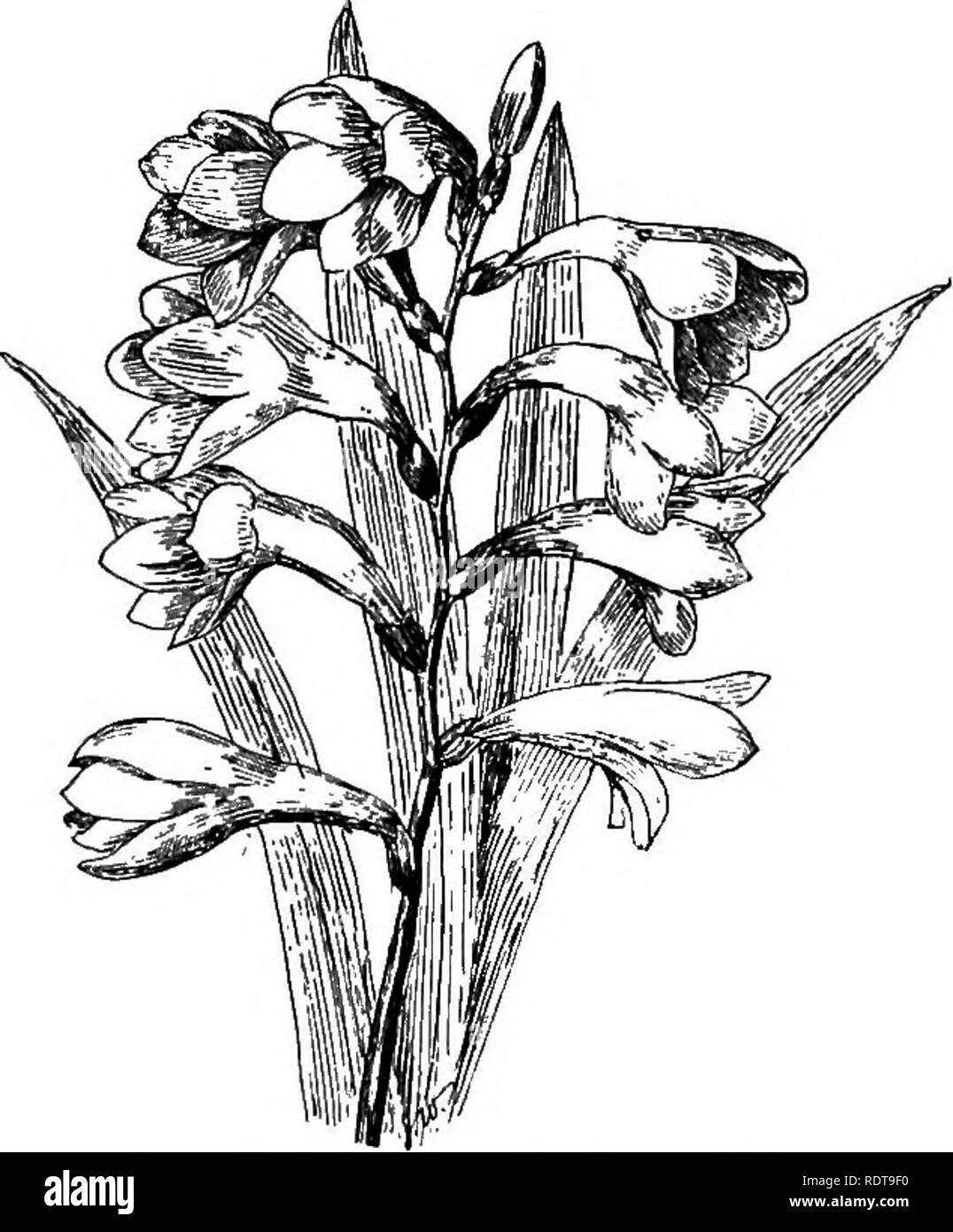 Distichous leaves Cut Out Stock Images & Pictures - Alamy