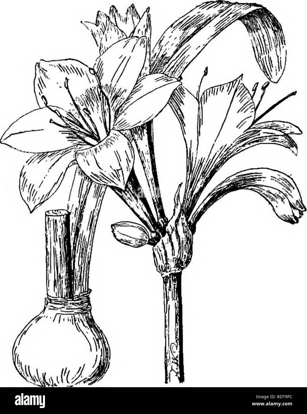 Tuberous perennials Black and White Stock Photos & Images - Alamy